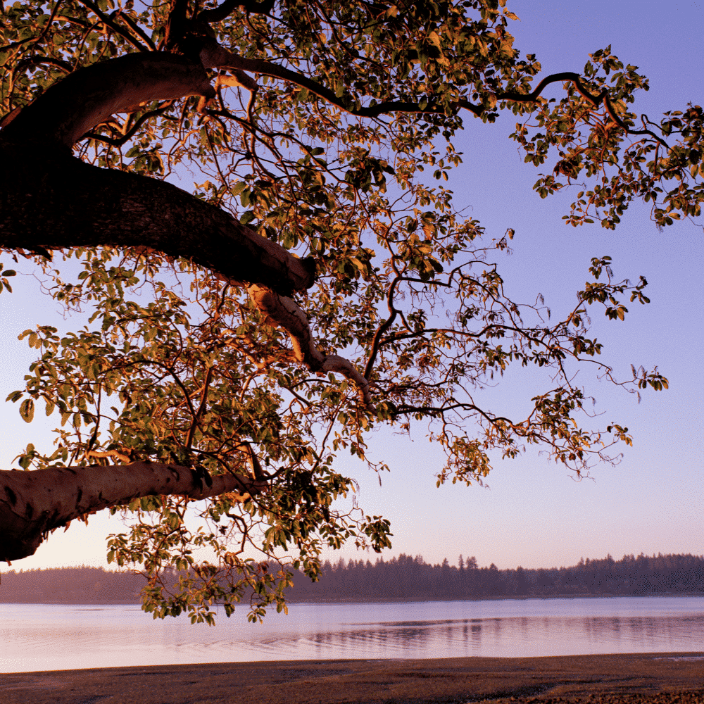 Urban Tree Canopy Assessment And Stormwater Management Report Puget