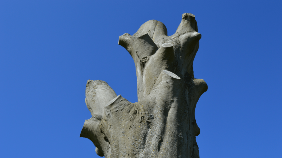 HOA Tree Management: Your Arborist Matters | PlanIT Geo™