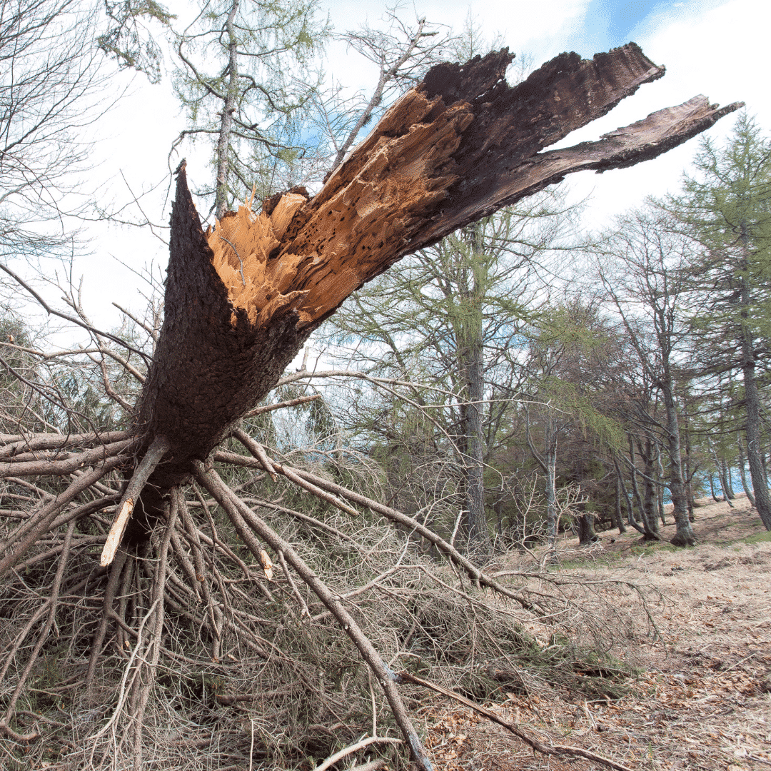 Managing High Tree Mortality | PlanIT Geo™