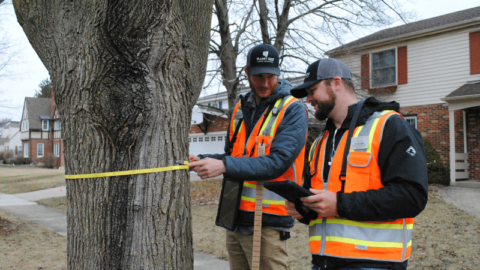 Tips for Planning An Urban Tree Inventory And Getting The Most Out Of ...