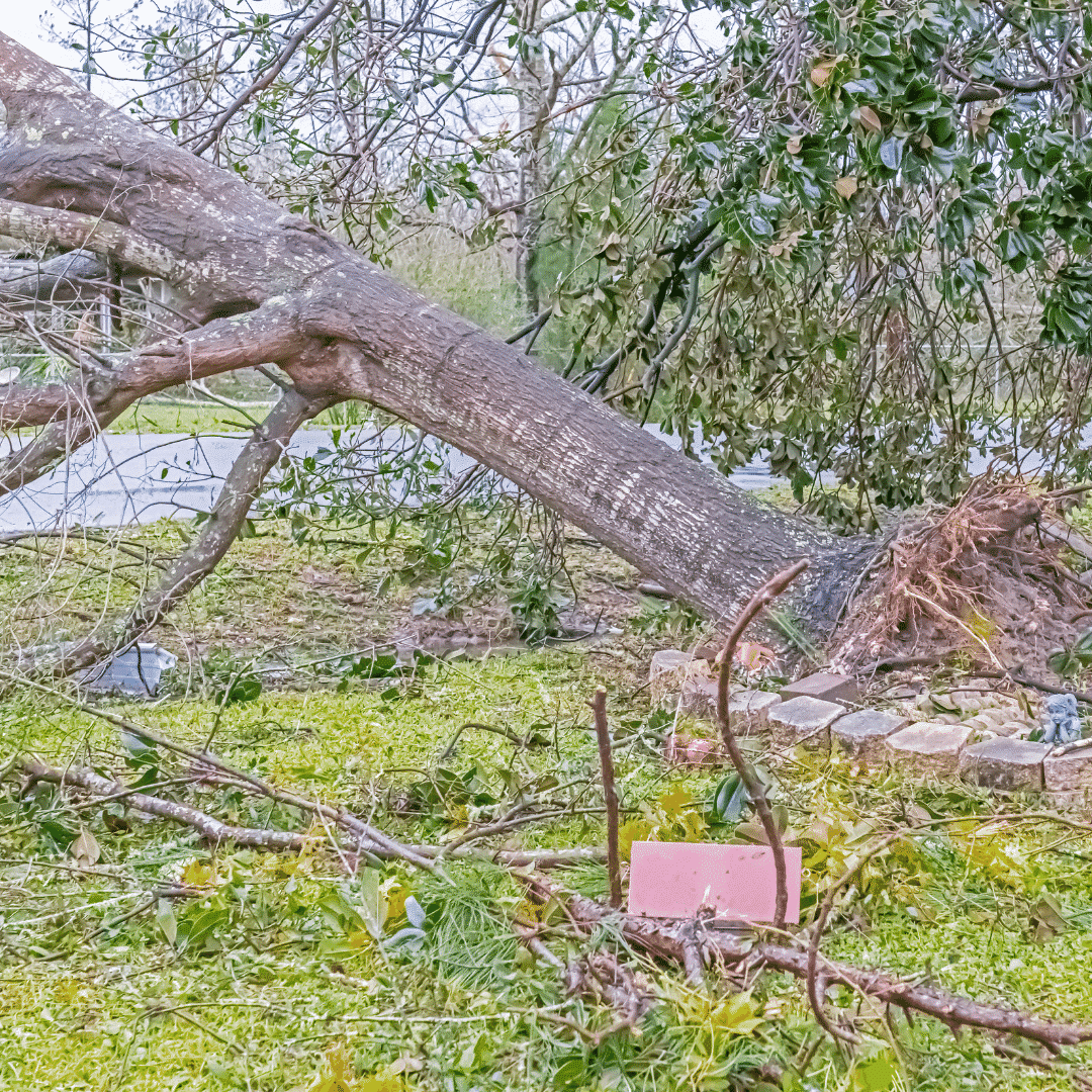 Urban Tree Canopy Assessment: Hurricane Michael: Impact in Florida ...