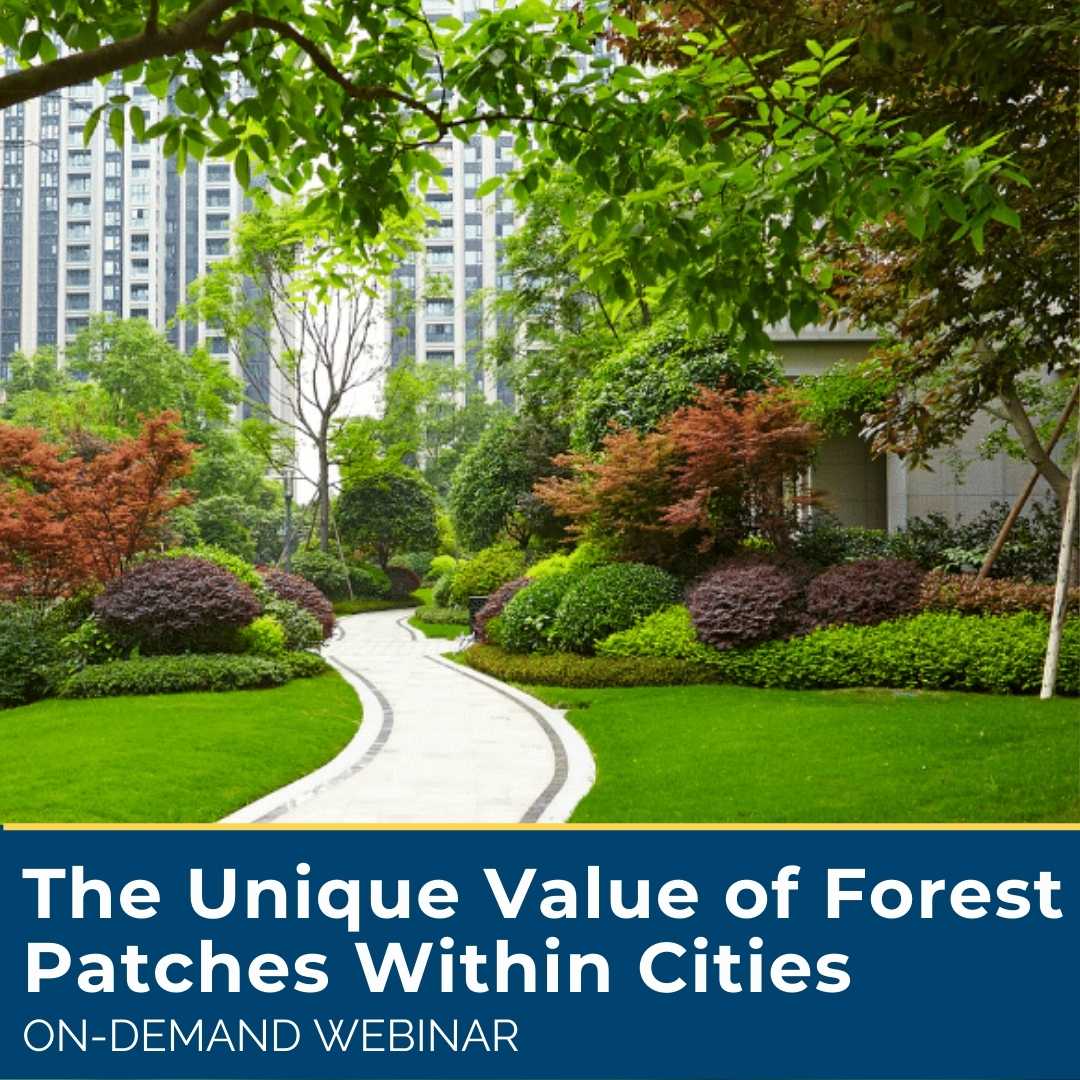 The Unique Value of Forest Patches Within Cities | PlanIT Geo™