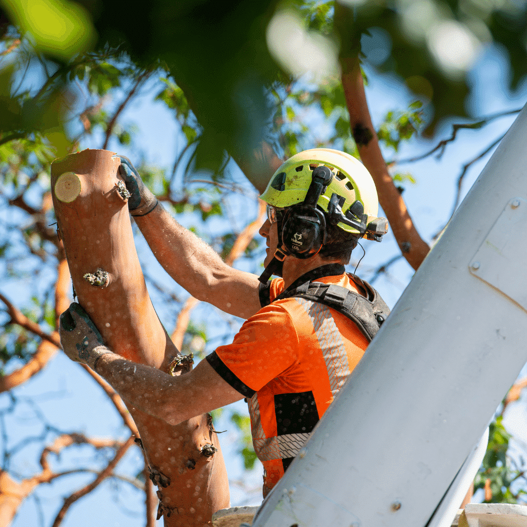 Advancing From Reactive to Proactive Tree Management | PlanIT Geo