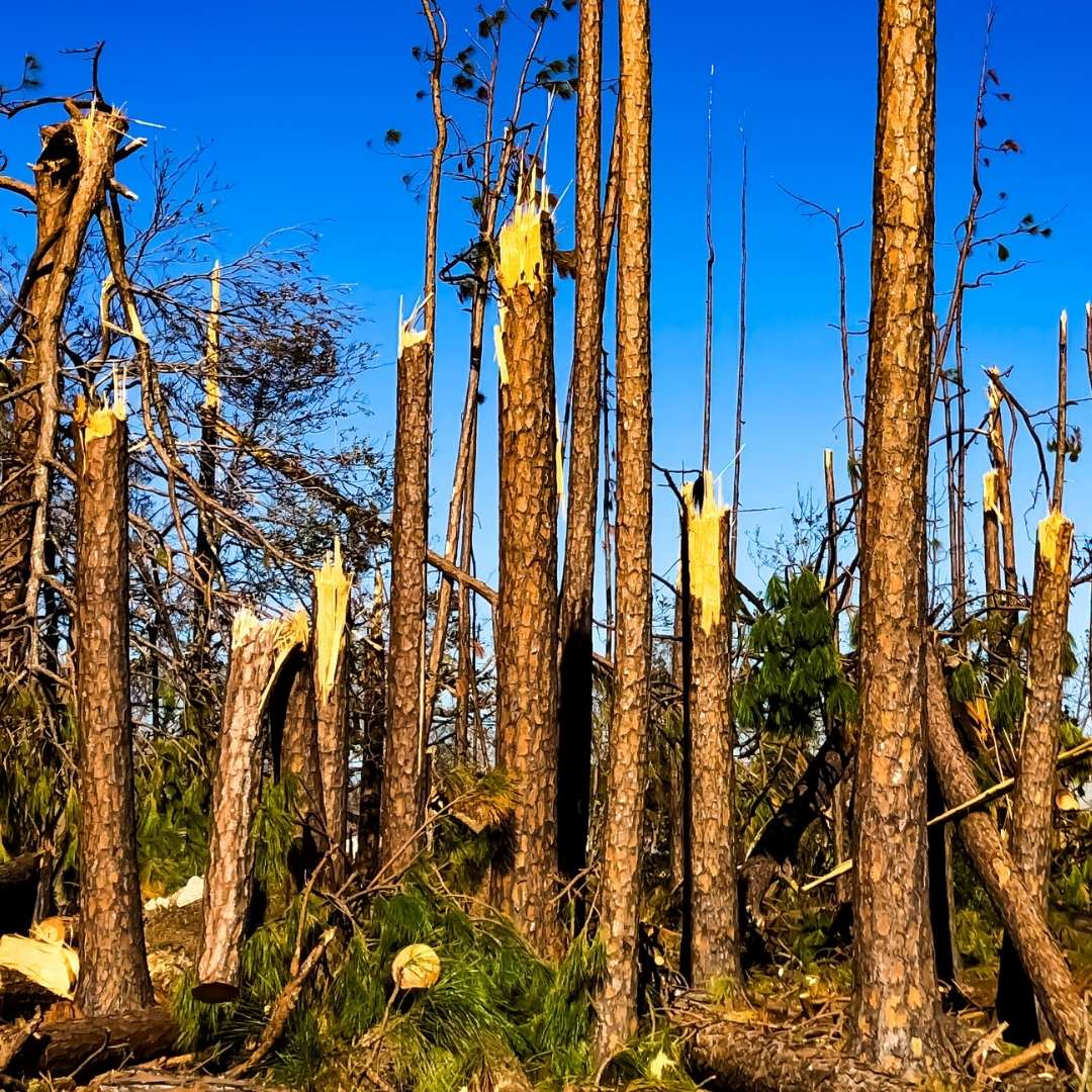 The Impact of Hurricane Michael on Tree Canopy | TreePlotter™