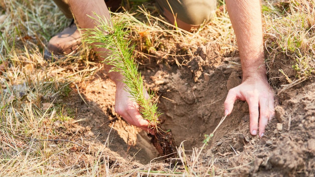 What are Urban Forested Natural Areas? | PlanIT Geo™