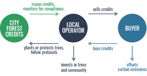 Urban Forest Carbon Credits 101 | PlanIT Geo™