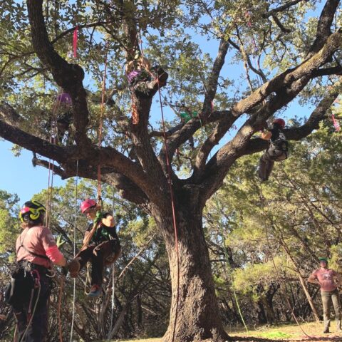 Bridging the Knowledge Gap: Training and Gender Issues in Tree Climbing