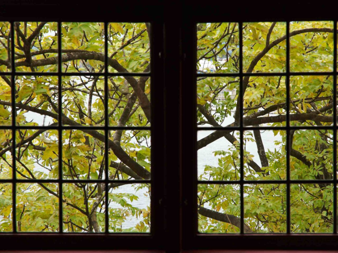 Urban Forestry’s New Benchmark: The 3+30+300 Rule | PlanIT Geo™