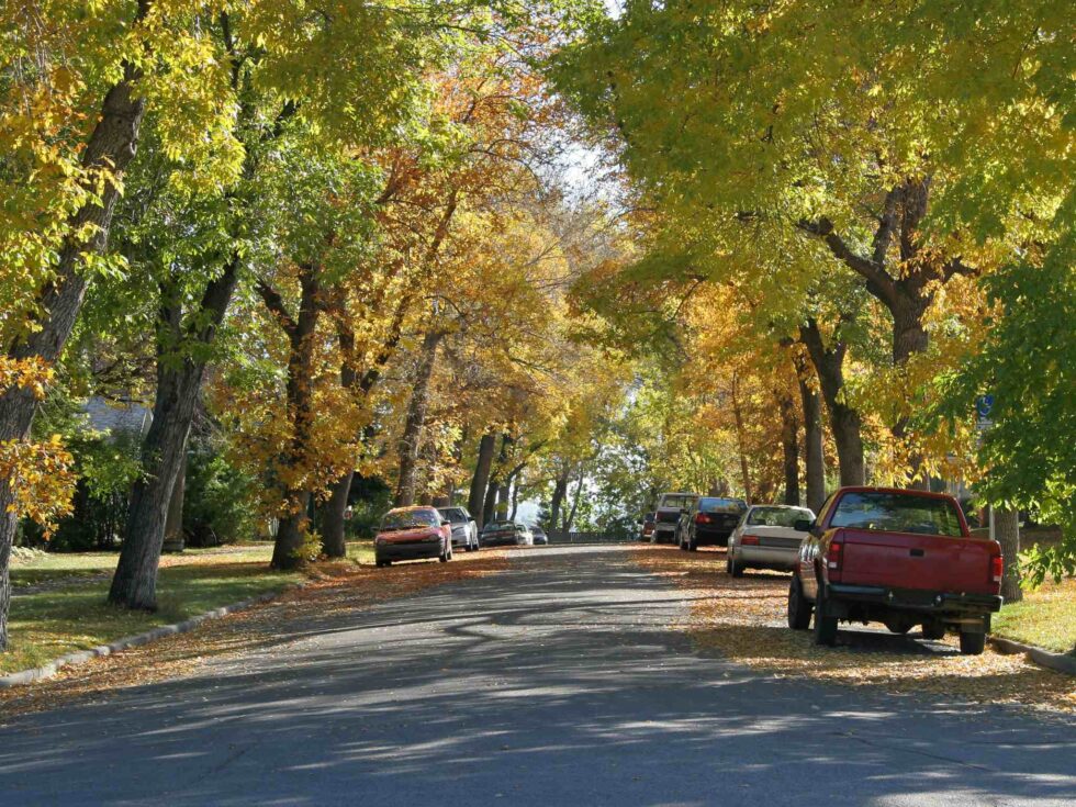 Urban Forestry’s New Benchmark: The 3+30+300 Rule | PlanIT Geo™