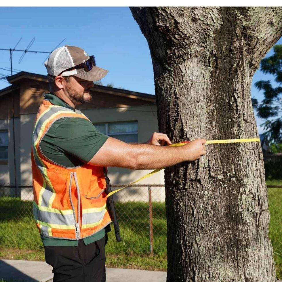 Analyzing and Monitoring Tree Canopy Data: A Strategy for Sustainable ...