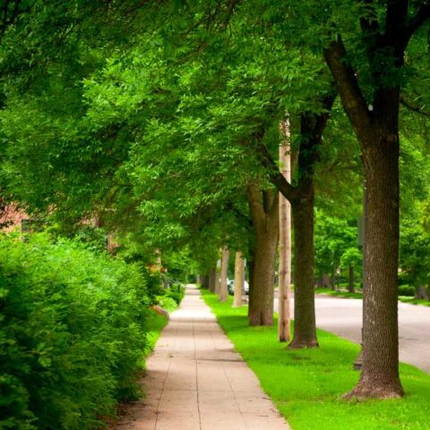 Analyzing and Monitoring Tree Canopy Data: A Strategy for Sustainable ...